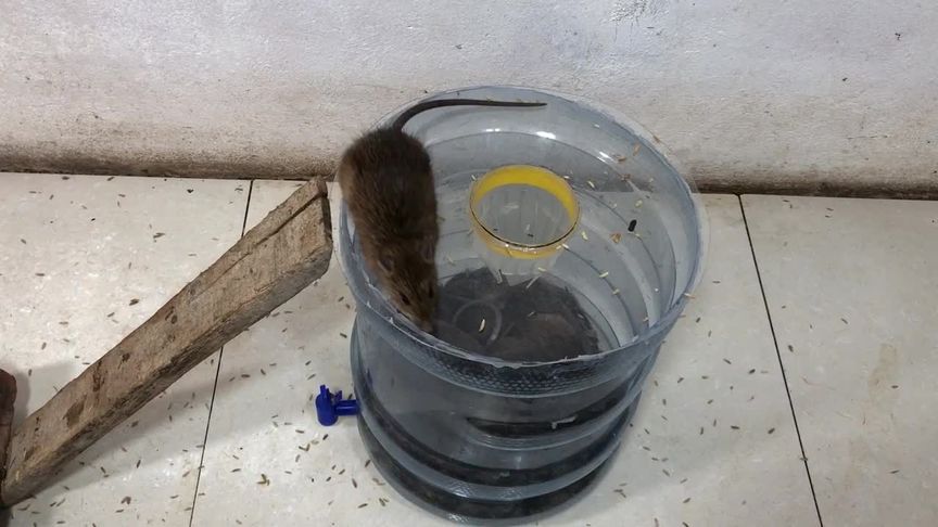 小伙子用矿泉水瓶做的老鼠陷阱,简单实用一个老鼠也跑不了