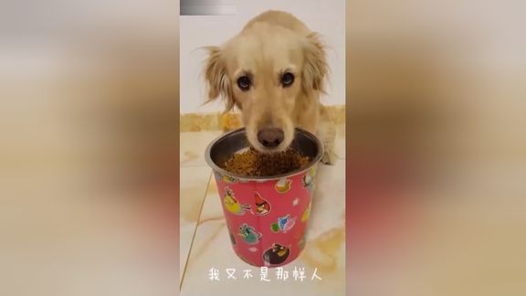 金毛听到主人想喝狗肉汤,饭都不敢吃了!