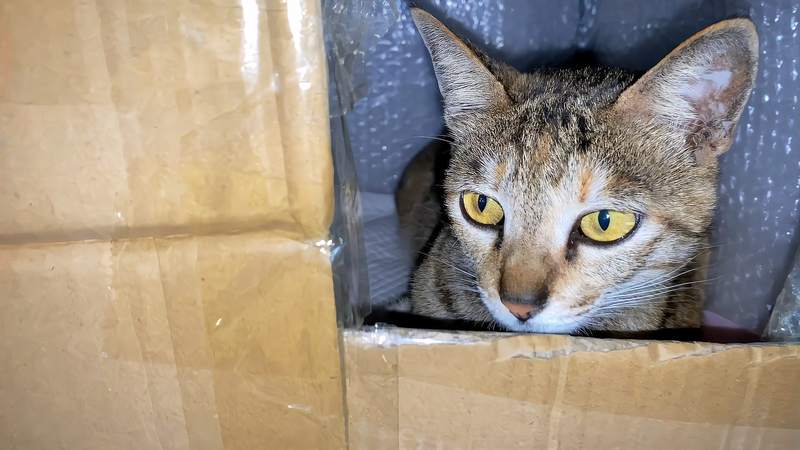 “咪咪”老谋深算!它每天都在合计着如何拿到长久饭票,改善猫生