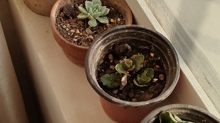 植物生长状况记录