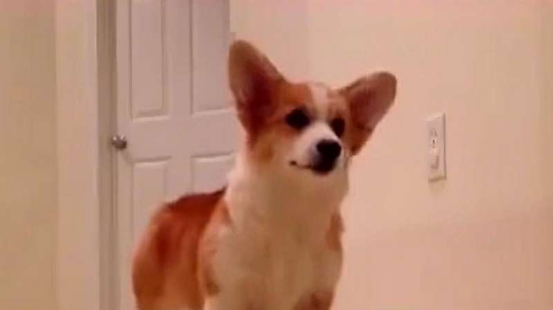 宠物狗狗排行榜,看看你家狗狗上榜了,二哈竟然落榜