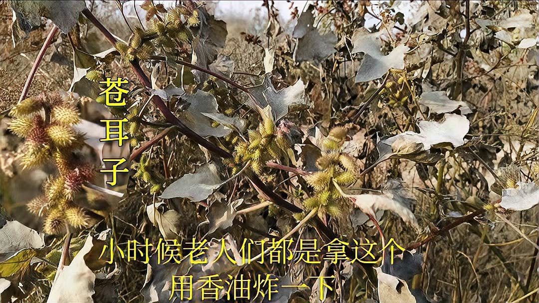 农村特别惹人厌的苍耳子,没成想还是个宝,你知道都有什么用吗?