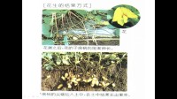 小松鼠找花生之花生的生长过程