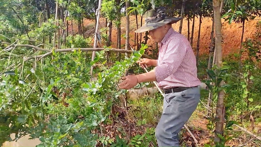 桂花树弯成九十度,用一根竹竿加布条,修复成“钢管级别”桂花树