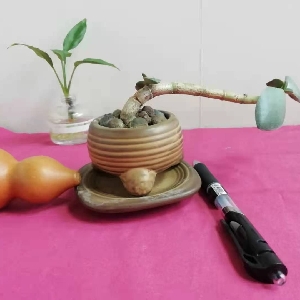 艾山愚公园艺 