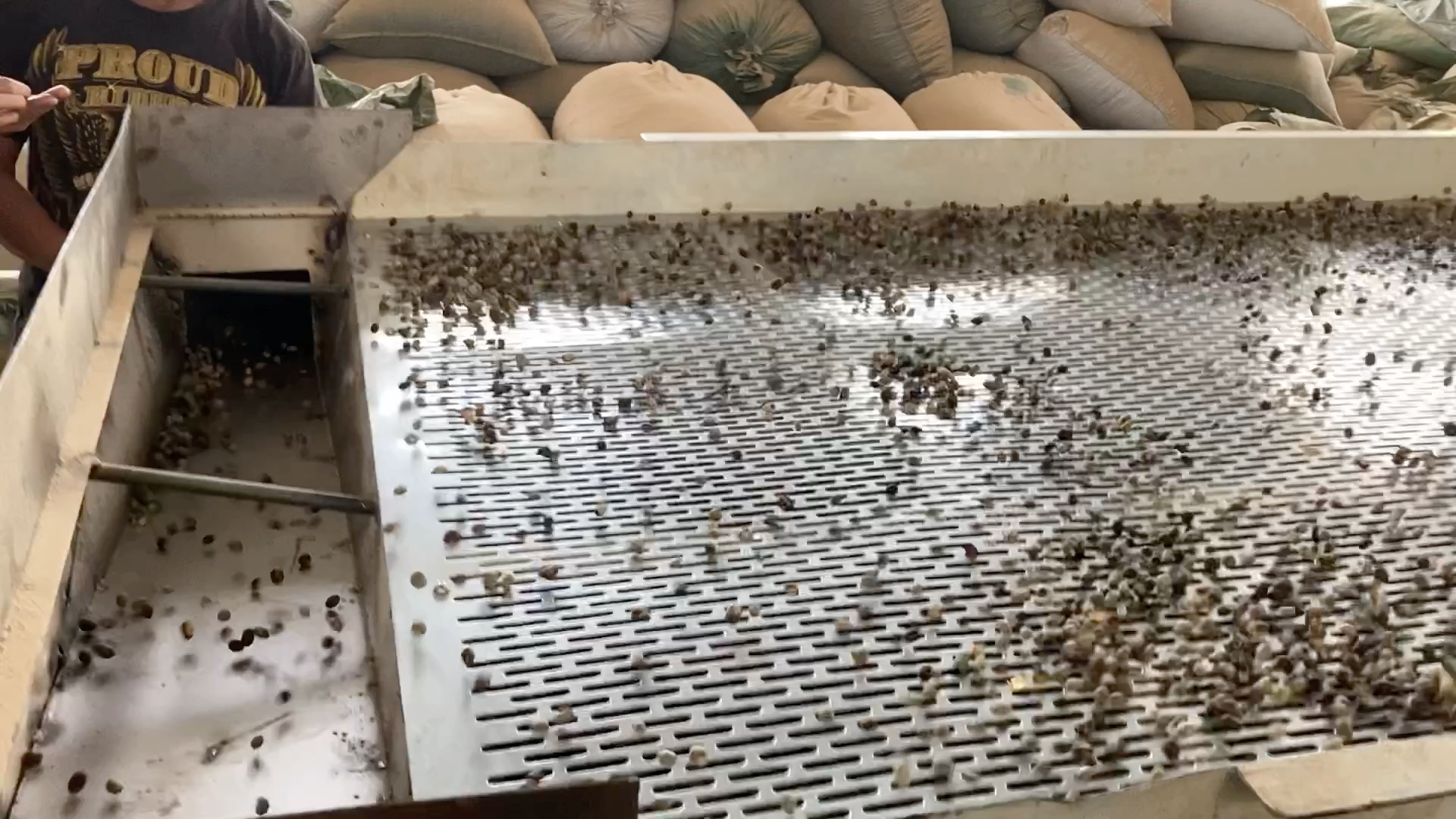 咖啡生豆加工过程