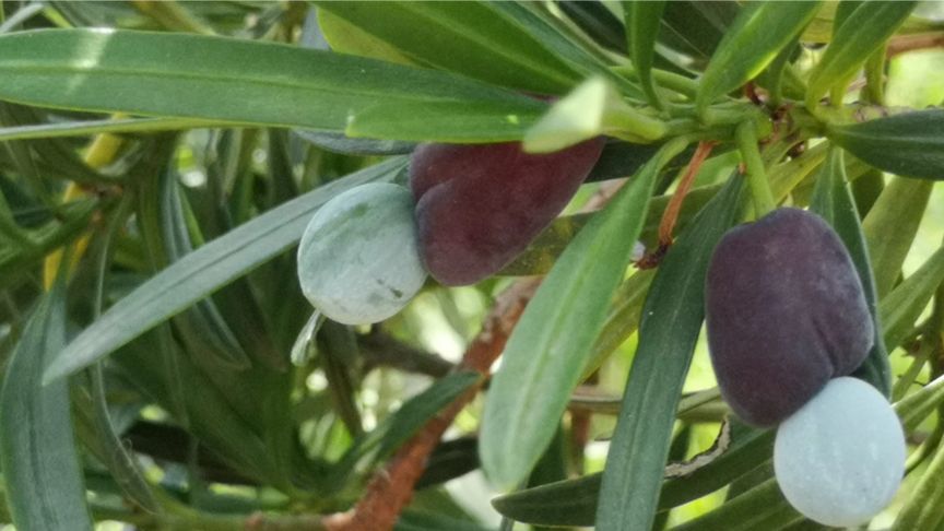 这棵罗汉松结的果子不一样