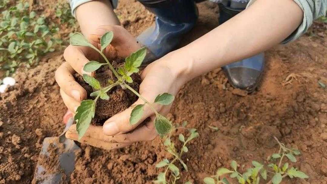 西红柿苗移栽就这么几步,非常简单,你也是这样做的吗?