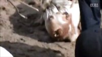 中亚牧羊犬的打斗