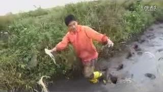 看稻田排水捉鱼,丰收的喜悦