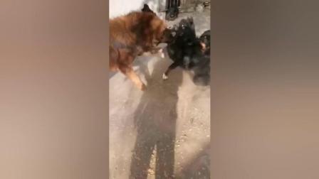实拍藏獒打架视频! 十个月大的藏獒挑战两只成年藏獒
