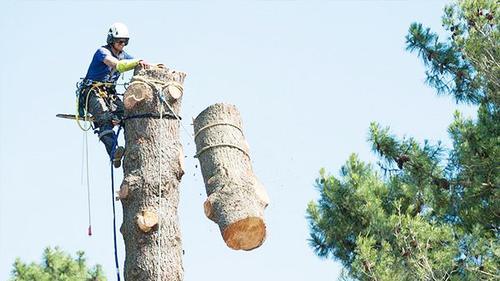 这个样子砍树,看得我腿软!