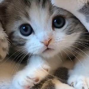 地球频道的猫 