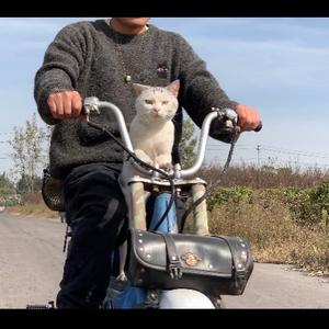 白肚皮的小黑猫 