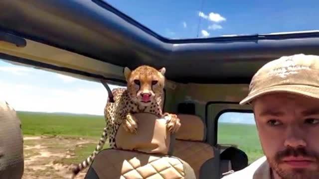 凶猛的猛兽跳上人类的车子,小哥无奈跟猎豹谈判,镜头记录全过程