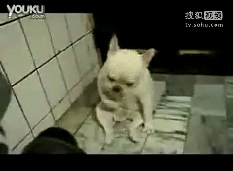 史上最强狗狗跳舞嗨翻天