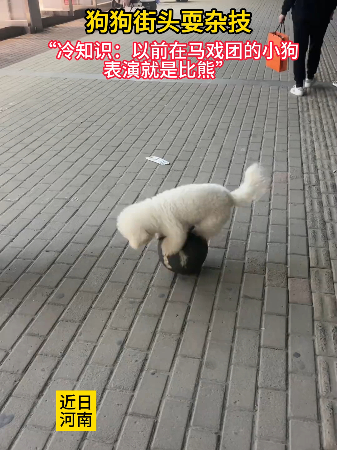 狗狗街头耍杂技···