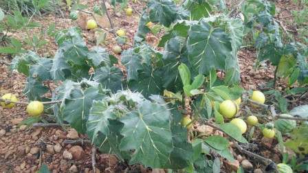 什么蛇叫“草梢子”