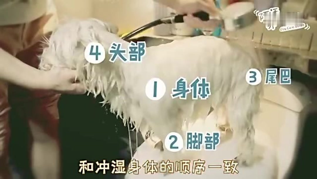 狗狗洗澡教学视频 如何正确给狗狗洗澡