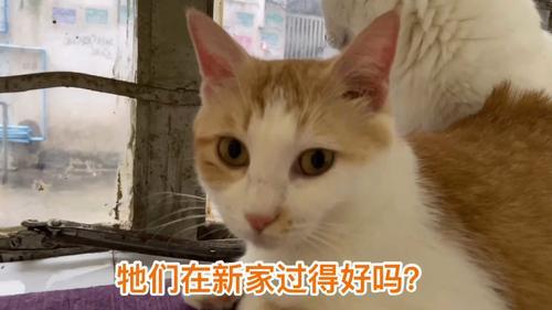 母猫呆坐窗台思念被送走的孩子,看到小猫视频,瞬间容光焕发