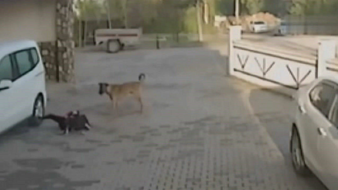 乖巧小女孩被狗咬,母亲拼死保护女儿