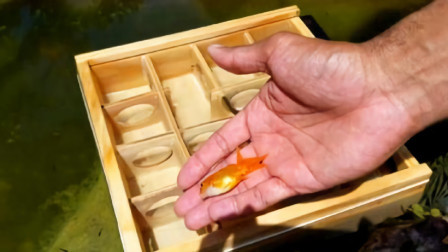 都说鱼的记忆仅有七秒,老外亲自实验,结果令人意外!