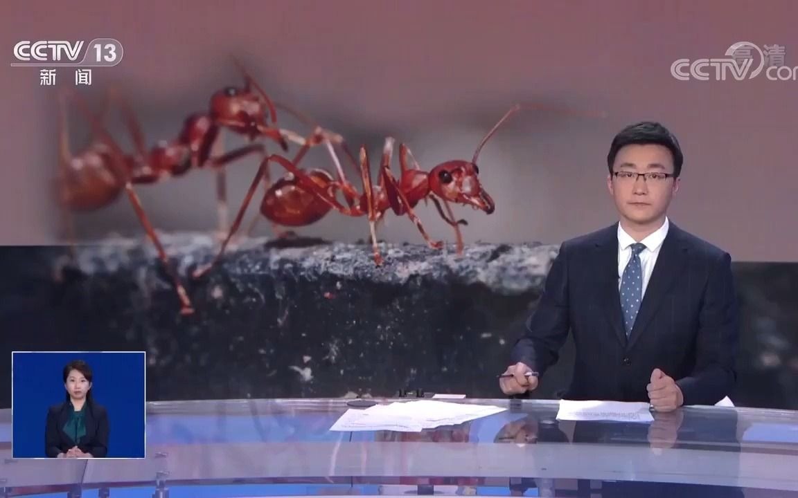 全球最危险的入侵物种红火蚁传播至12省435县市区-上游新闻 汇聚...