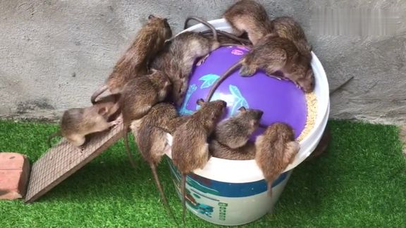 超牛的捕鼠器,制作原来如此简单