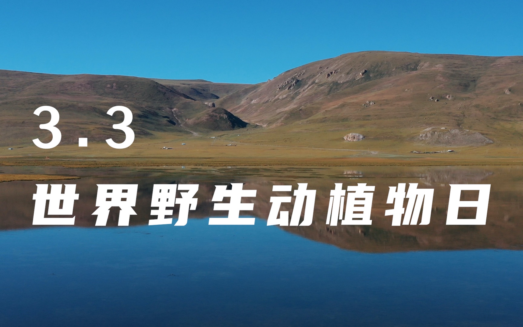 世界野生动植物日|生命因多样而美丽