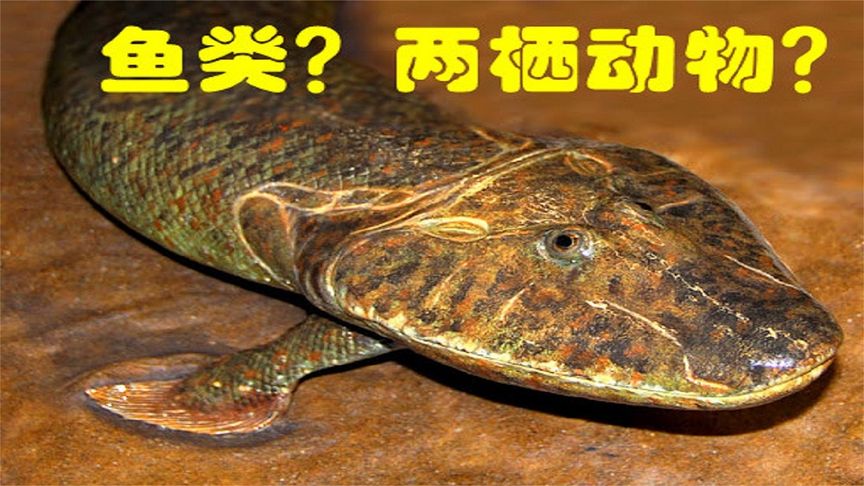 提塔利克鱼:鱼类与两栖动物的过渡|地球简史系列17|海民大叔