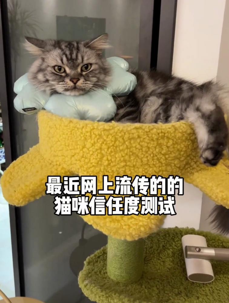 猫咪信任度测试,我家猫真的好信任我
