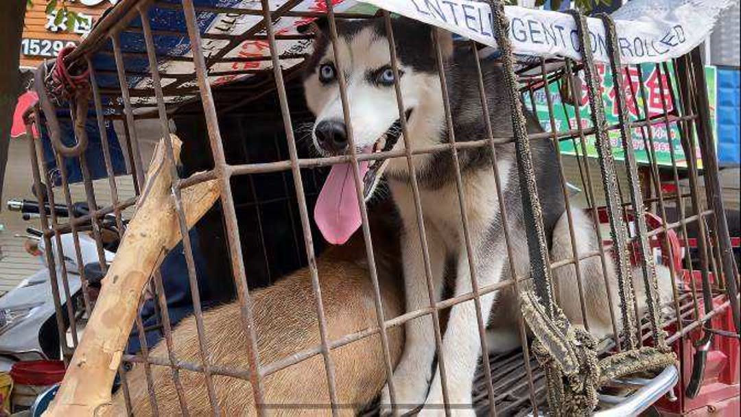 夏至,再贵的各类世界名犬,在广西乡村狗市也是按斤称,可惜了