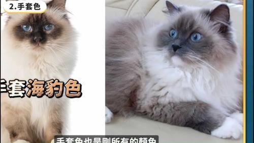 布偶猫2品种猫怎么挑选优良猫