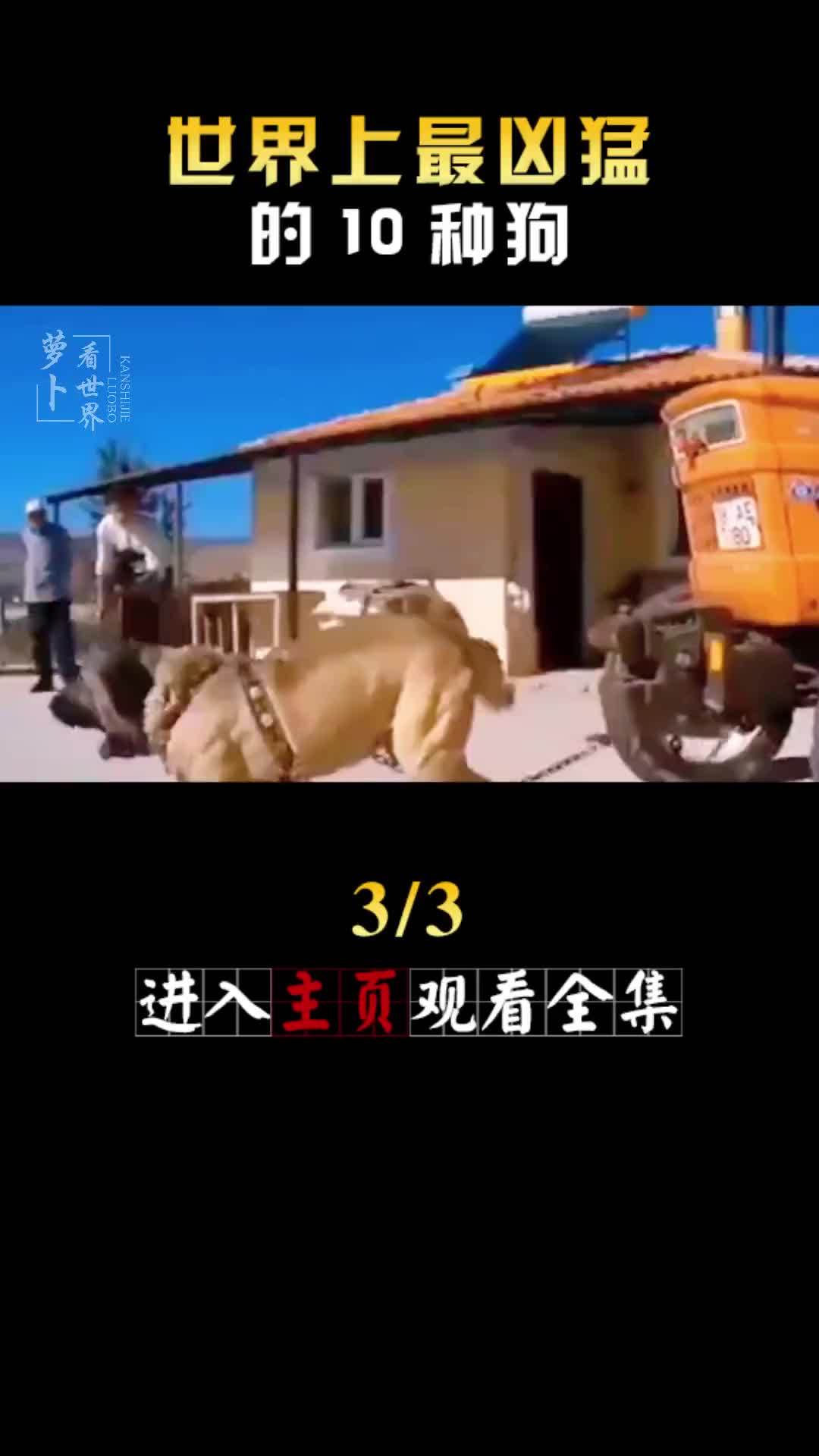 世界上最凶猛的10种狗!藏獒仅仅排第三!