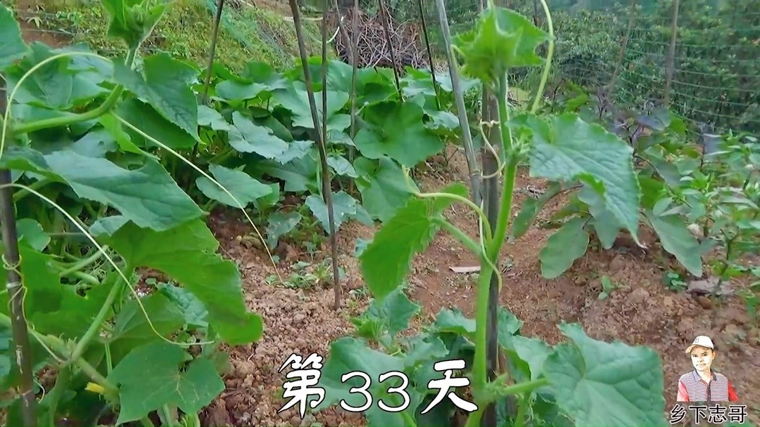 从种子到开花结果:我的蔬菜成长日记