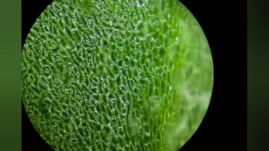 生命实验-显微镜下的微生物