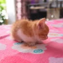 爱晨练の子车暄妍 