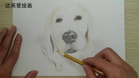 第一期:彩铅素描狗狗