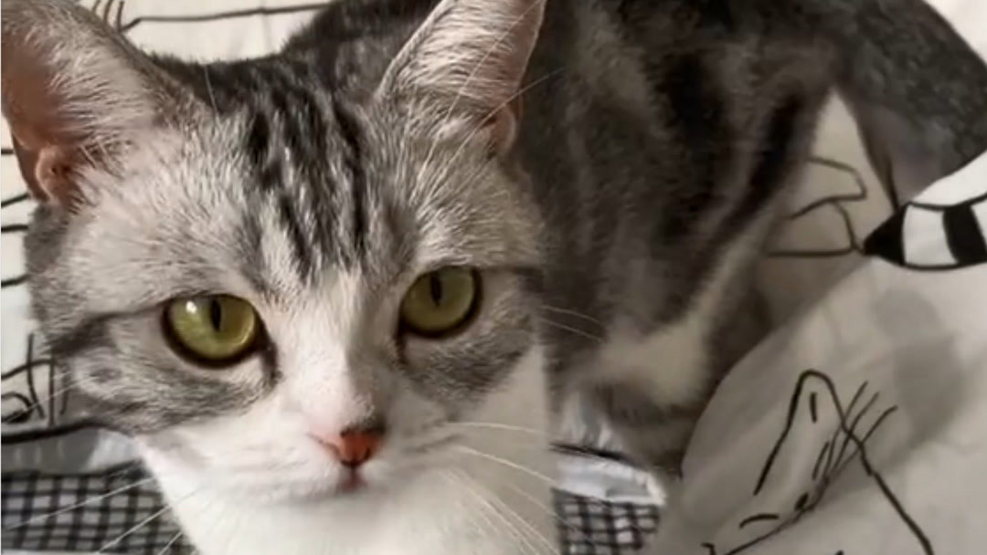 王泡芙:周六就是要打扮的美美哒去见想见的人