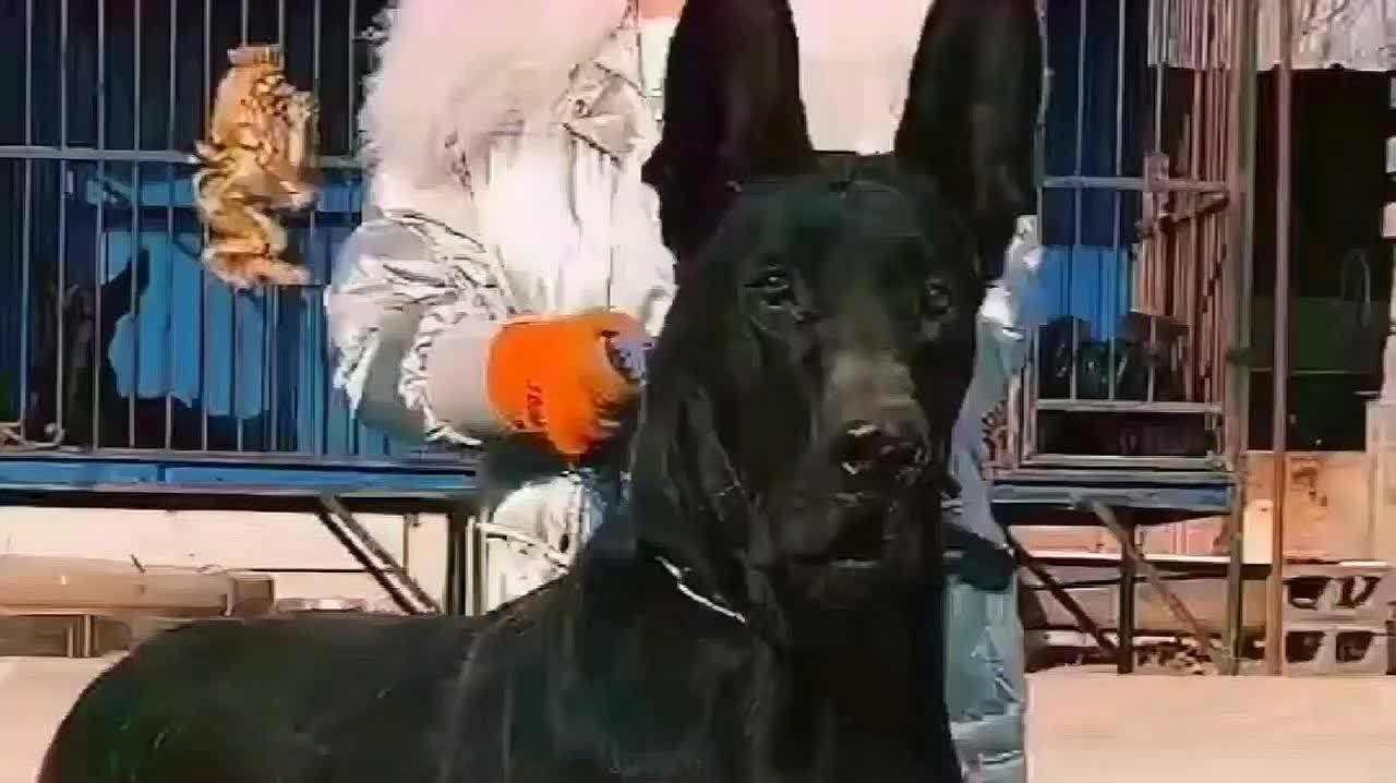 墨界黑狼犬,一个外形帅气的新品种