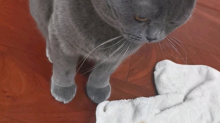 博弈论具体应用在喂猫中的体现