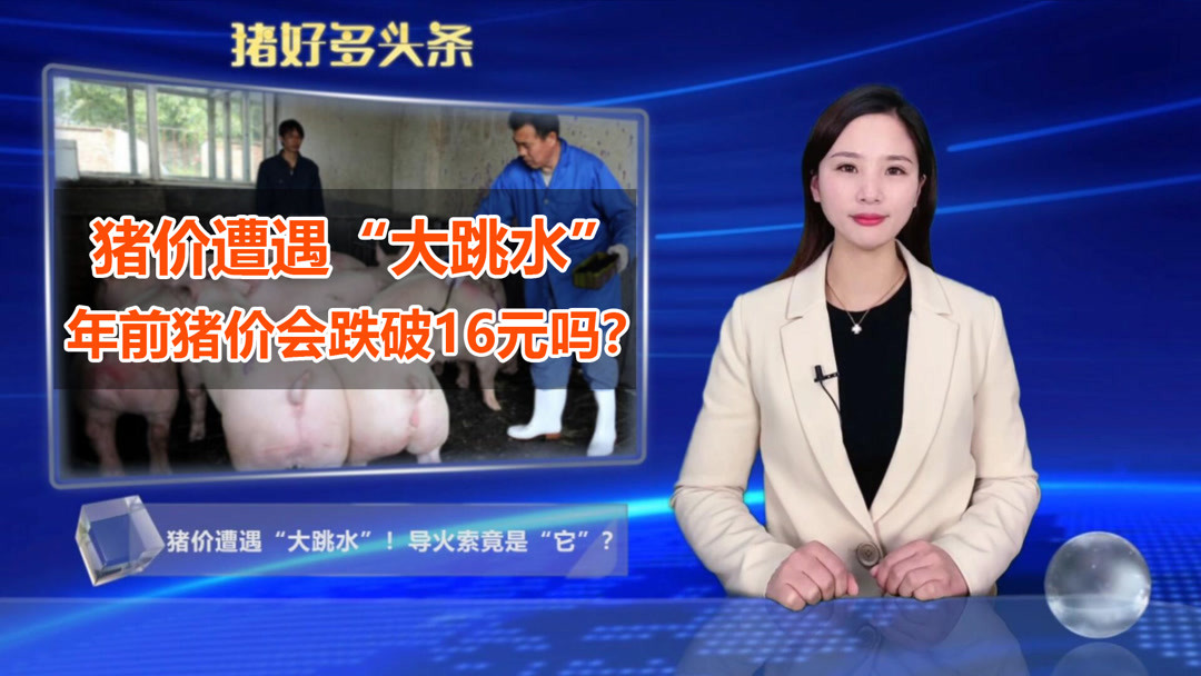 猪价遭遇“大跳水”!导火索竟是“它”?年前猪价会跌破16元吗?
