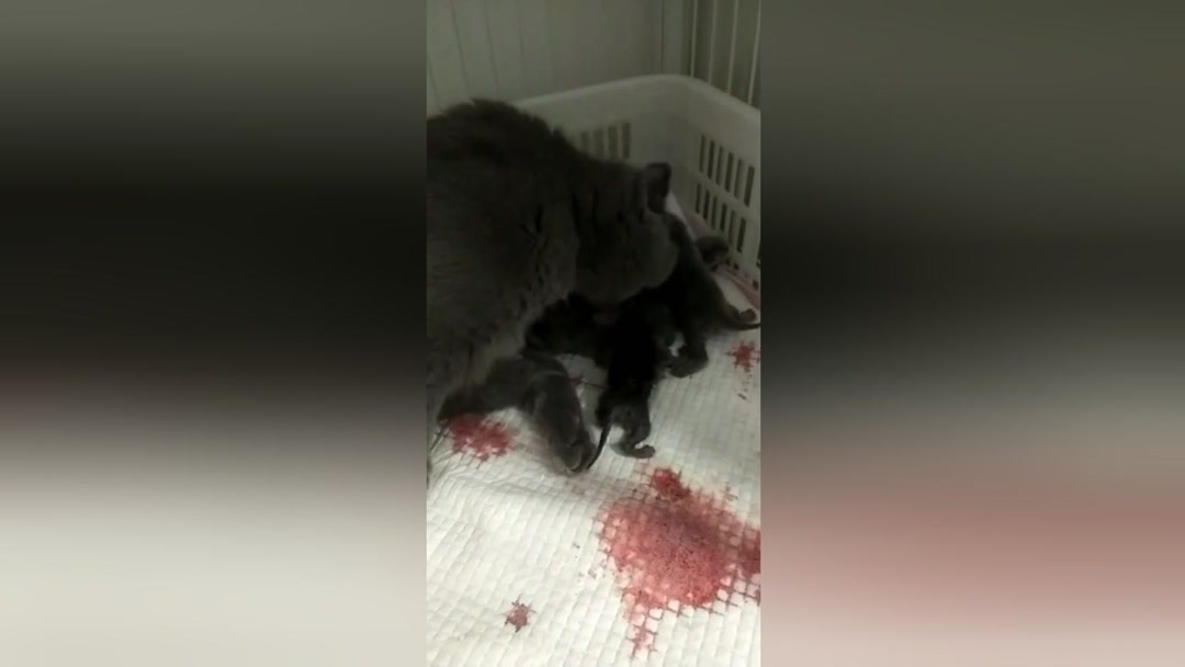 果果也生宝宝了!