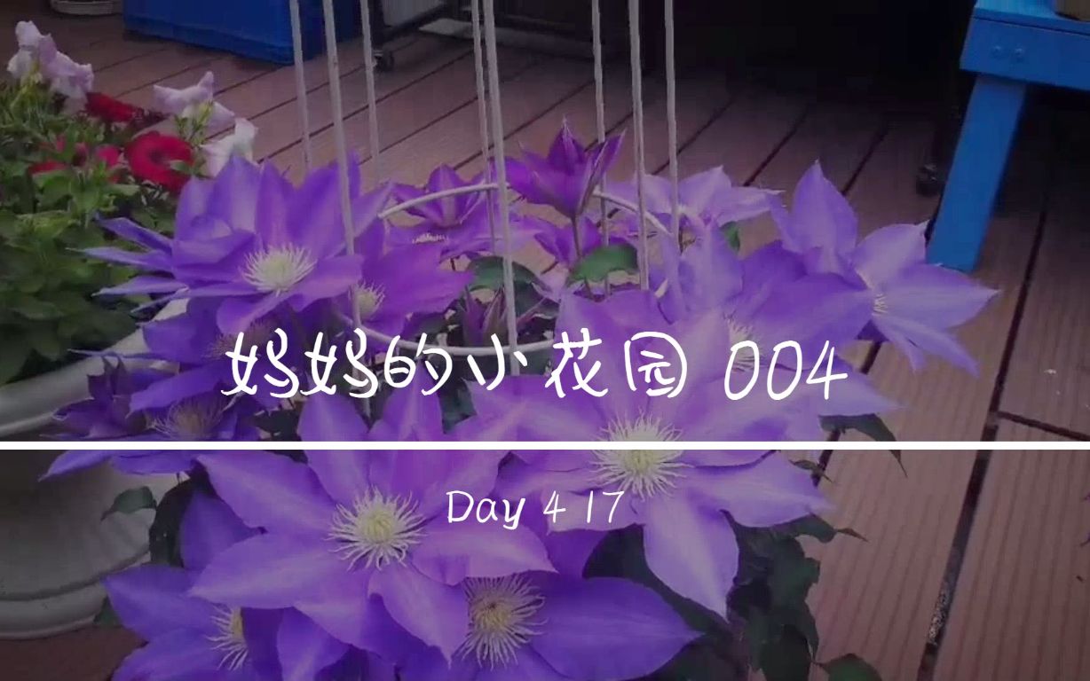【妈妈的小花园】开箱两个小木凳,然后简单改造一下,给它们上一层蓝漆