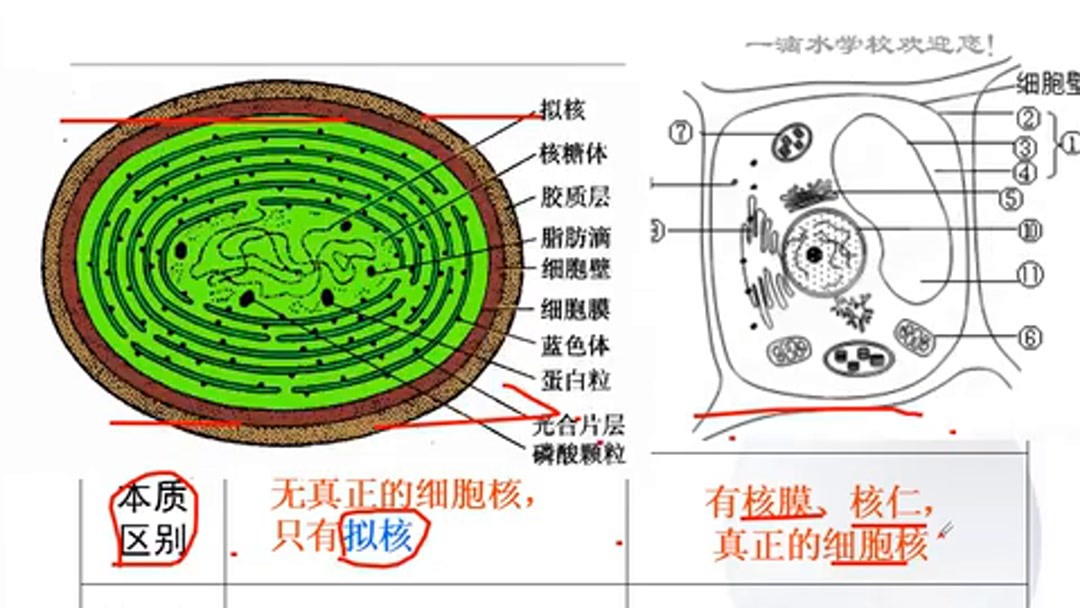 高一生物 必修1 第1章 第2节 1.1 细胞的多样性和统一性