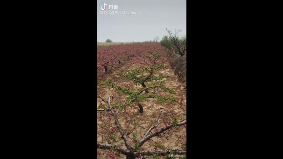 翱翔在花的海洋中