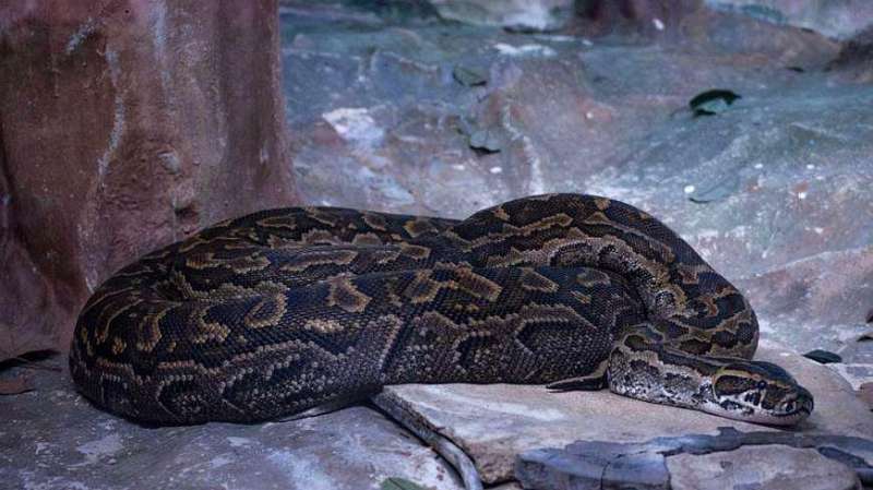 1995年马来西亚,巨蟒食人真实事件,太可怕了