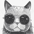 猫爷的视角 