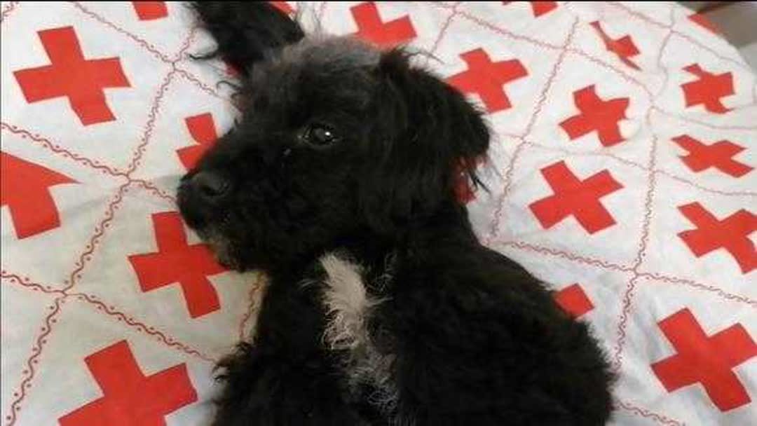 这是什么情况,小狗子一动不动了