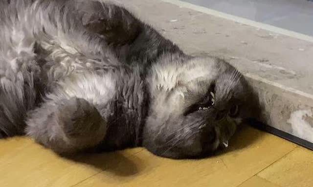 十大猛兽之一,遭遇生还的几率低!太可怕了,遇到跑快点!